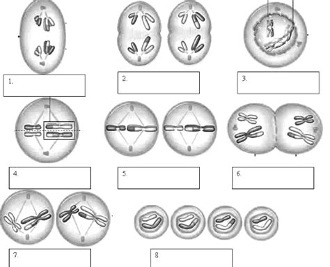 Meiosis Genetics 9th Bio Niss Diagram Quizlet