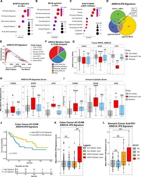 Arid1a Suppresses R Loop Mediated Sting Type I Interferon Pathway Activation Of Anti Tumor