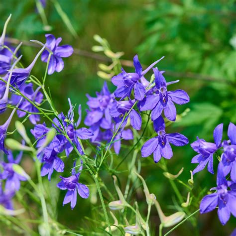 Shades Of Blue Larkspur Seeds Epic Gardening