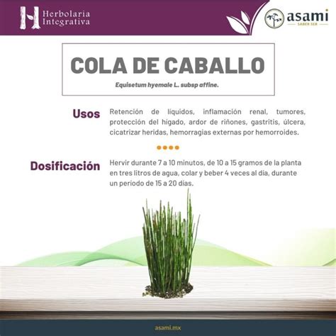 Cola De Caballo Equisetum Hyemale L Subsp Affine Asami Saber Ser