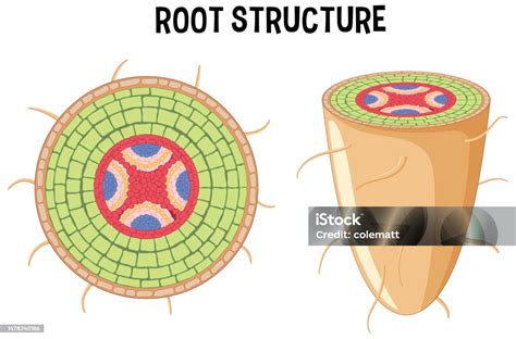 Internal Structure Of Root Diagram Vektorgrafik Och Fler Bilder På Rot