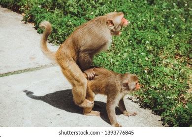 854 imágenes fotos de stock objetos en 3D y vectores sobre Sexy monkey Shutterstock