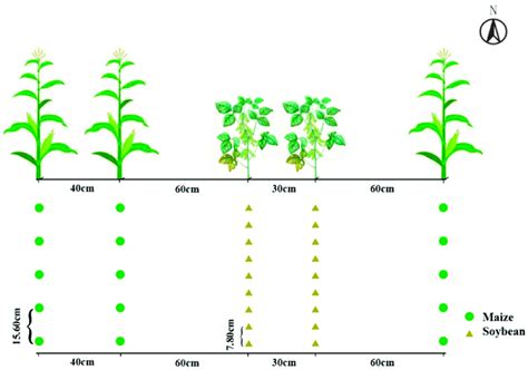 Pattern Of Maize Soybean Intercropping The Row Ratio Of Maize Soybean Download Scientific