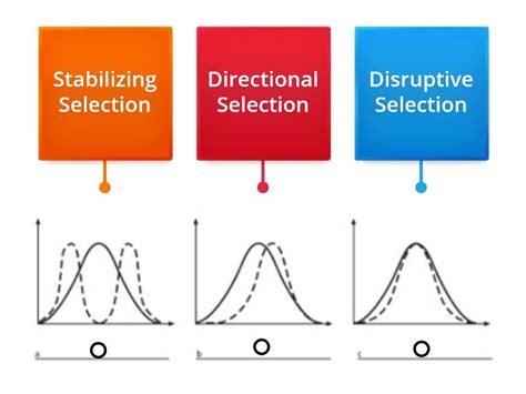 Types Of Natural Selection Labelled Diagram