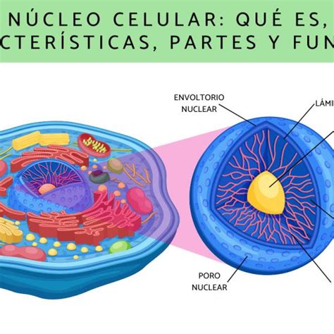 Citoplasma Y Ncleo Celular Celulas Nucleo Celular