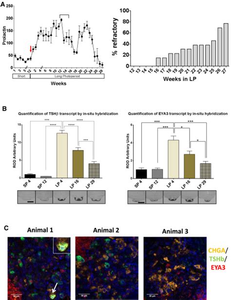 Binary Cell Based Timing Mechanism Over The Circannual Cycle Download Scientific Diagram
