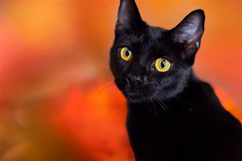10 Facts About Black Cats