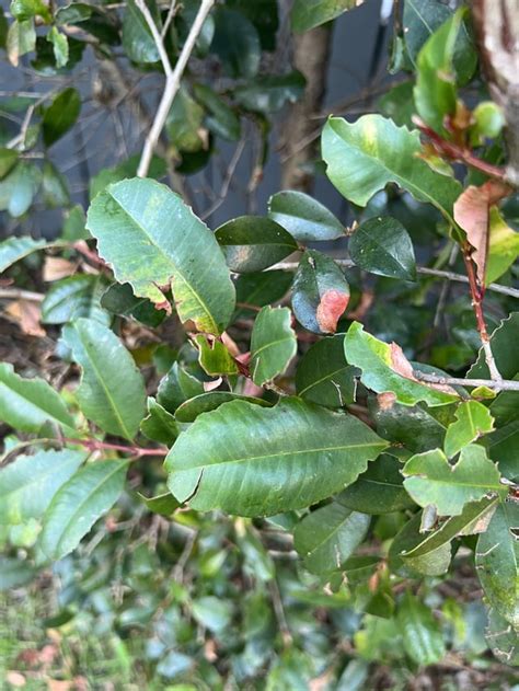 Hedges Being Eaten Rgardeningaustralia