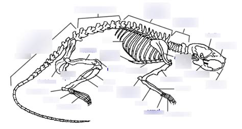 Rat Skeleton Part 3 Diagram Quizlet