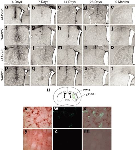 Time Course Of Astrocytosis In Response To Striatal Recombinant