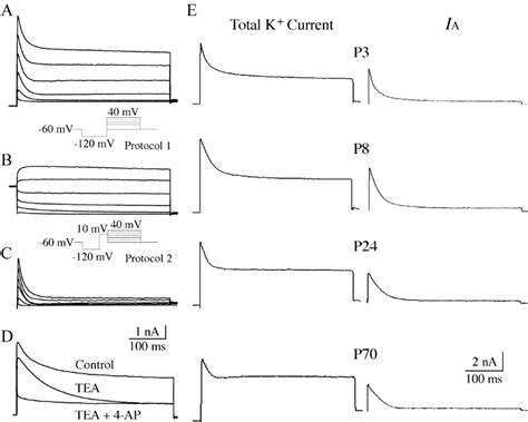 The Components Of Potassium Currents In La Neurons A Outward