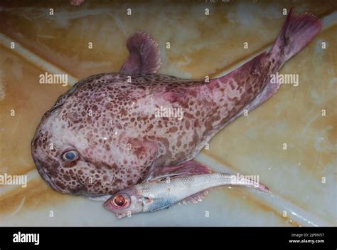 Toadfish Tetractenos Hamiltoni Bycatch In A Trawl Net Pale
