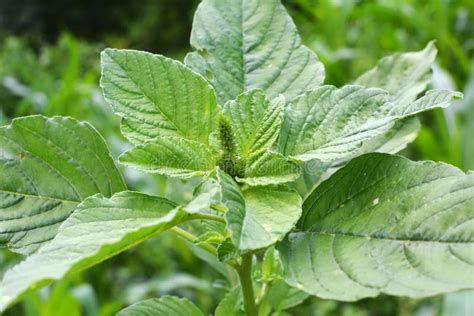In Nature As A Weed Grows Common Amaranthus Stock Image Image Of Field Herb 211868685