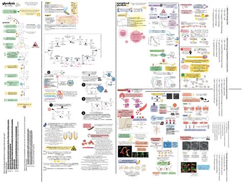 Cheat Sheet Summary Cell Biology And Metabolism Biol 201 Studocu