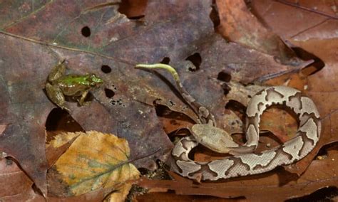 How To Identify A Copperhead The 5 Step Guide With Pictures A Z