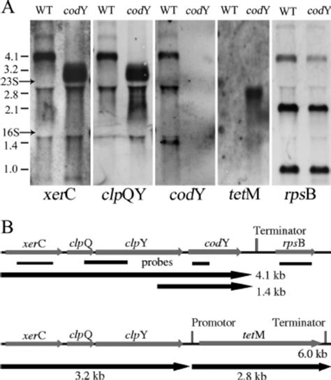 Genetic Organization Of The CodY Locus A Total RNA From Strain Download Scientific Diagram