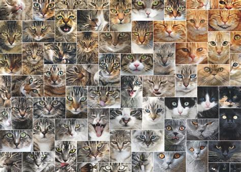 Cat Collage Wallpapers 4k Hd Backgrounds On Wallpaperbat