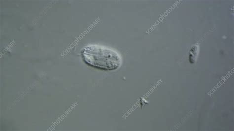 Flagellates Under Microscope Flagellates Under Microscope