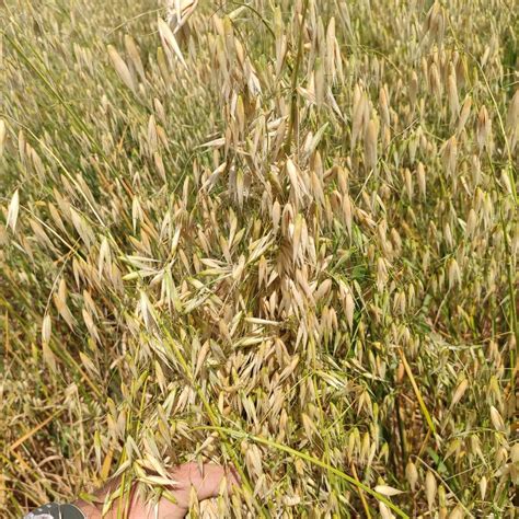 Calvase Avena Victoria Frente A La Expoactiva