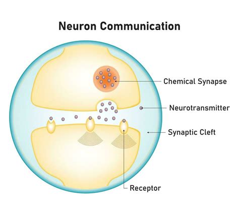 Neuron Communication Science Design Vector Illustration Diagram 34201617 Vector Art At Vecteezy