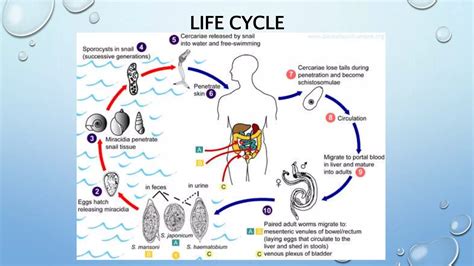 Class Trematoda Blood Fluck Pptx