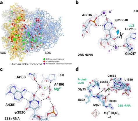 Sri Devan Appasamy On Linkedin New High Resolution Human 80s Ribosome