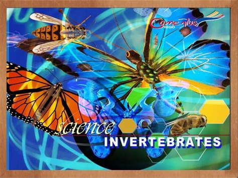 Ppt Invertebrates Powerpoint Presentation Free Download Id5261608