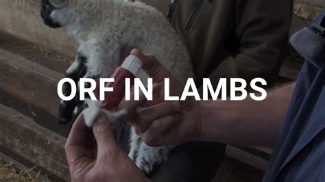 Orf In Lambs Youtube