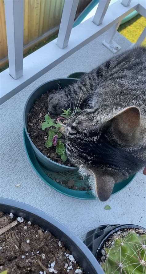 Catnip Killer Rgardening