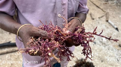 The Rise And Fall Of A Commercial Seaweed And A Communitys Fortunes With It The Wire Science