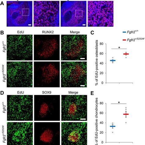 Increased Cell Proliferation Of Osteoblasts And Chondrocytes In The Download Scientific Diagram