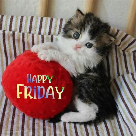 Happy Friday From This Cute Kitten