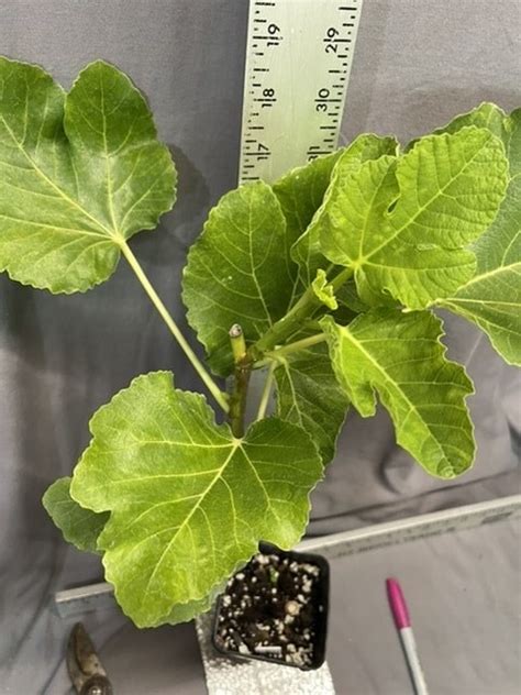 Figbid Online Auctions Of Fig Trees Fig Cuttings And Growing Supplies