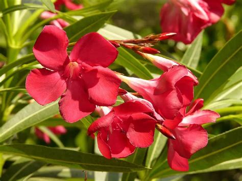 Red Oleander Tree