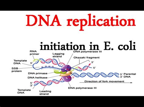 Origin Of Replication E Coli Nus Factors Of Escherichia Coli Ecosal