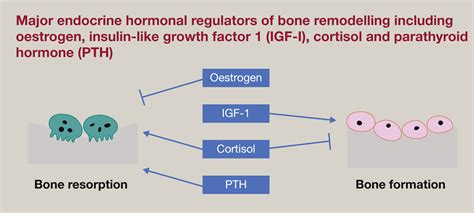 Normal Bone Physiology Remodelling And Its Hormonal Regulation