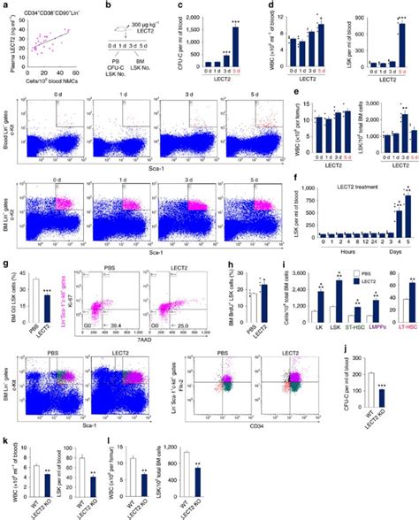 Lect2 Drives Haematopoietic Stem Cell Expansion And Mobilization Via Regulating The Macrophages