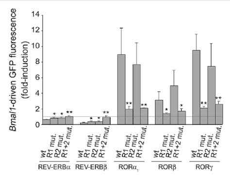 Rev Erb And Ror Factors Regulate Bmal1 Transcriptional Activity Through