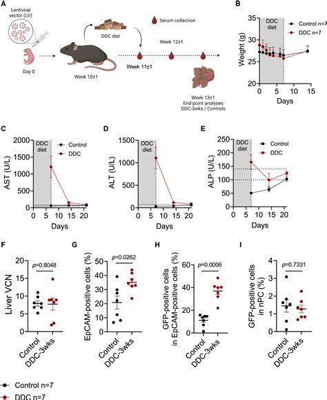 Identification Of Hepatocyte Primed Cholangiocytes In The Homeostatic