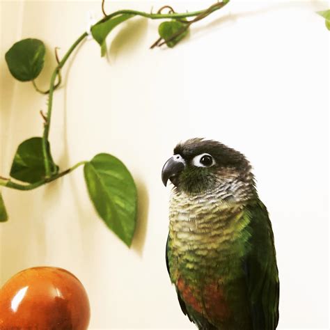 My Bird Pico R Redditgetsdrawn