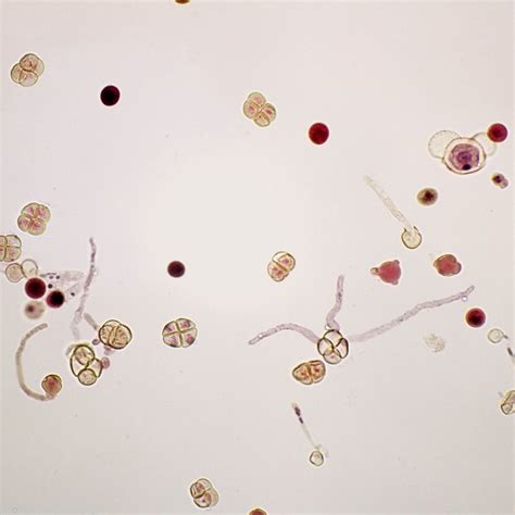 Pollen Microscope Slides