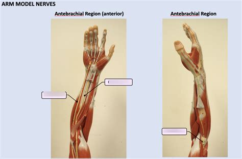 Arm Model Nerve 2 Diagram Quizlet