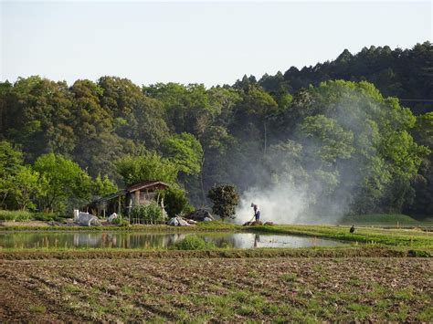 Paddy Field Rural Free Photo On Pixabay Pixabay