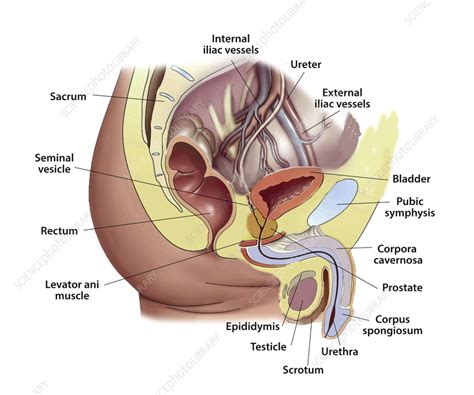 Male Pelvic Anatomy Illustration Stock Image C0593456 Science