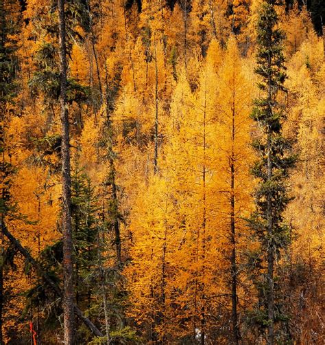 American Larch