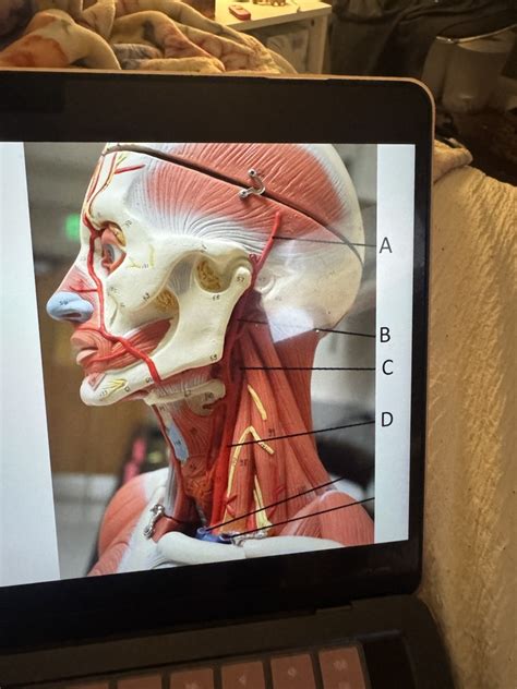 Diagram 3 Diagram Quizlet