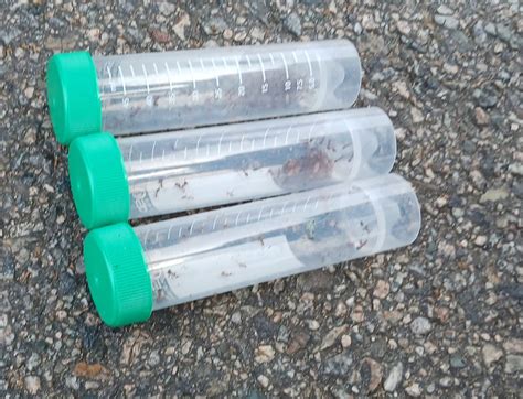 인천 물류센터 컨테이너서 생태교란 개미 320마리 발견