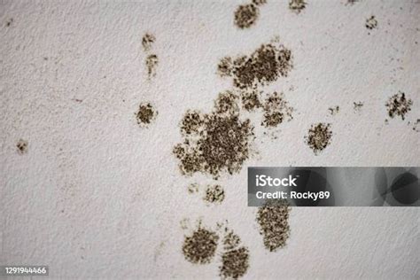 침실에 곰팡이가 득실거리는 천장 위험하고 건강에 해를 끼치는 0명에 대한 스톡 사진 및 기타 이미지 0명 가정 생활 감염 Istock