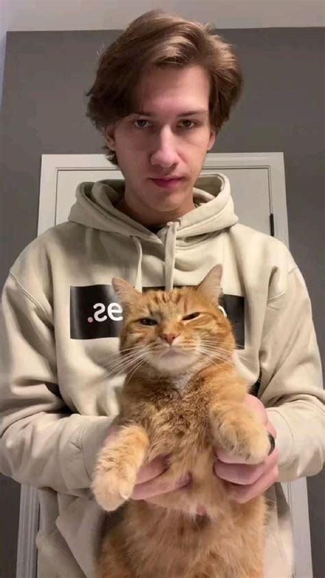 Cat Dancing Gatinhos