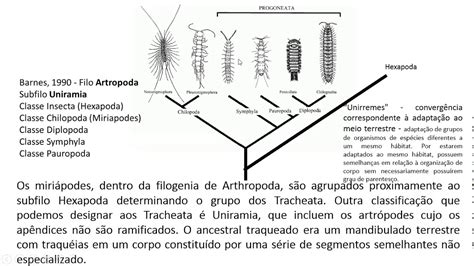 39 Aula Subfilo Myriapoda Características Das Classes Pauropoda E